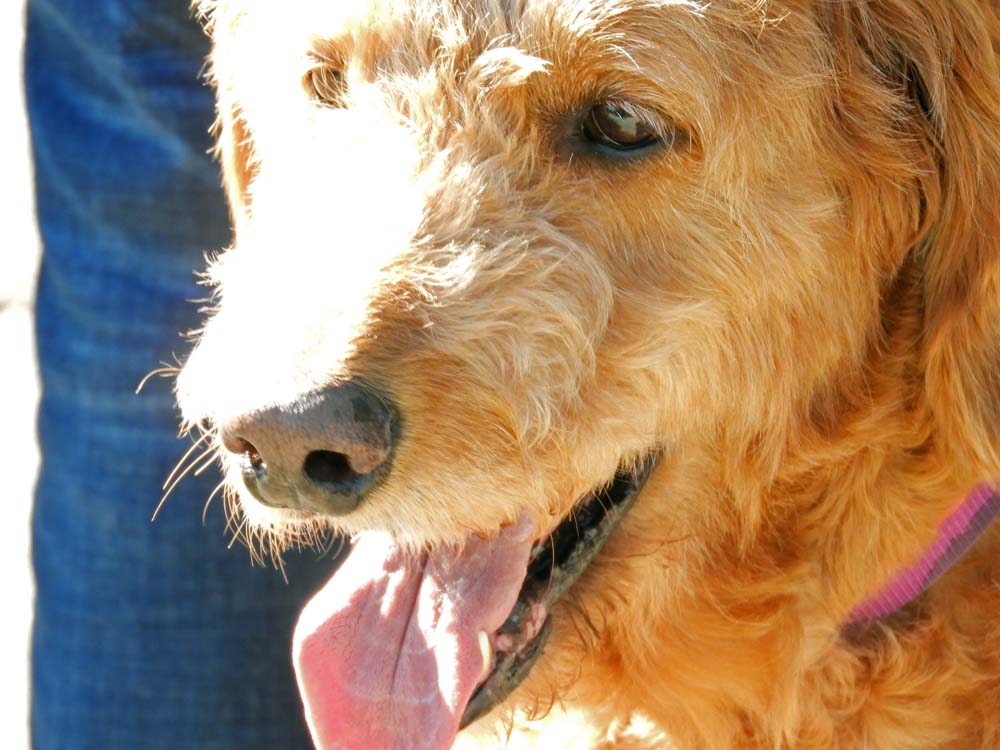 Pet Blessing Photo Reel - Christian Theological Seminary